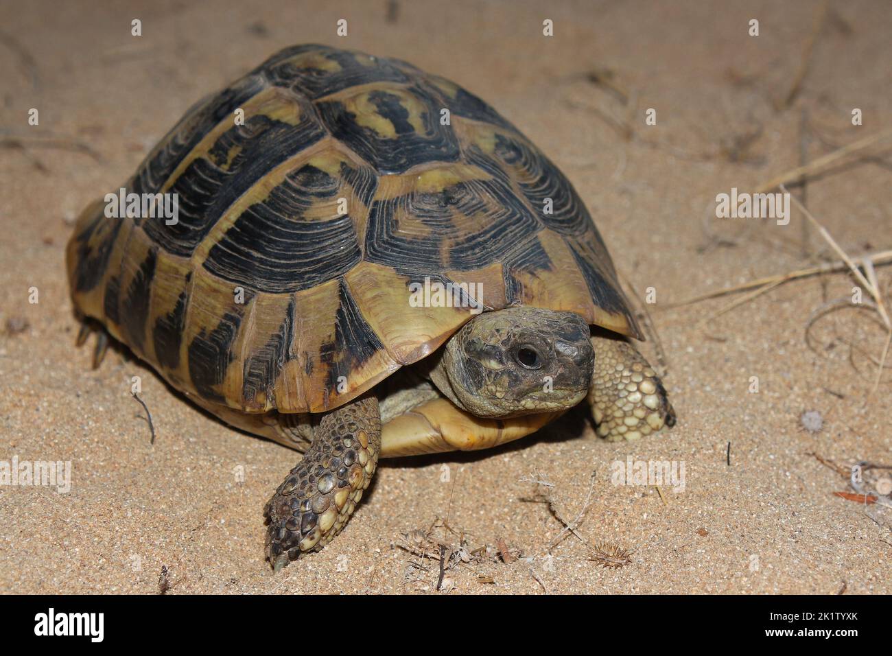 Hermanns turtle testudo hermanni hi-res stock photography and images ...
