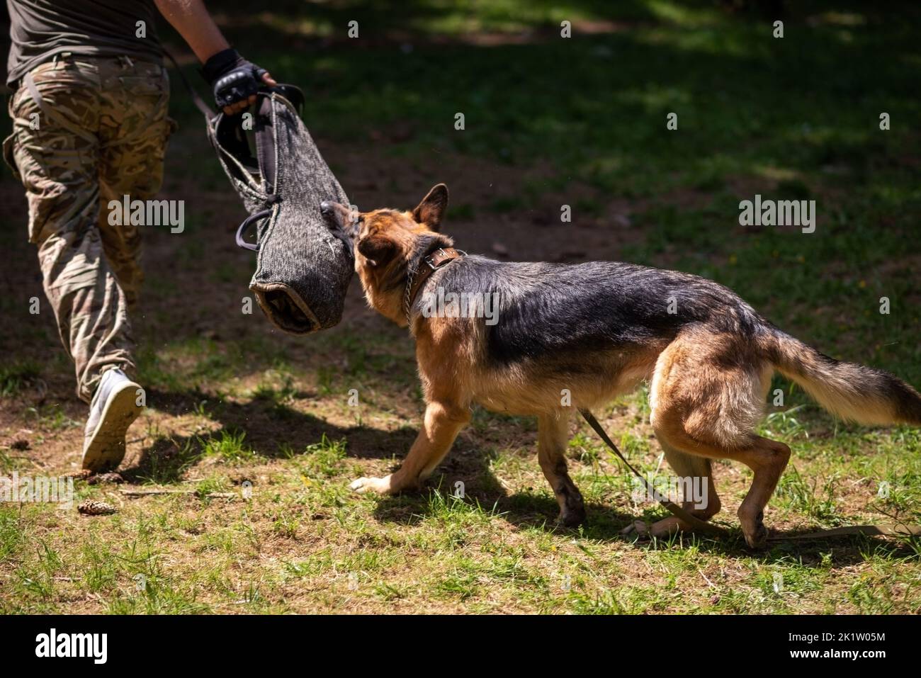 A cowardly German Shepherd in aggression training, with a cynologist ...