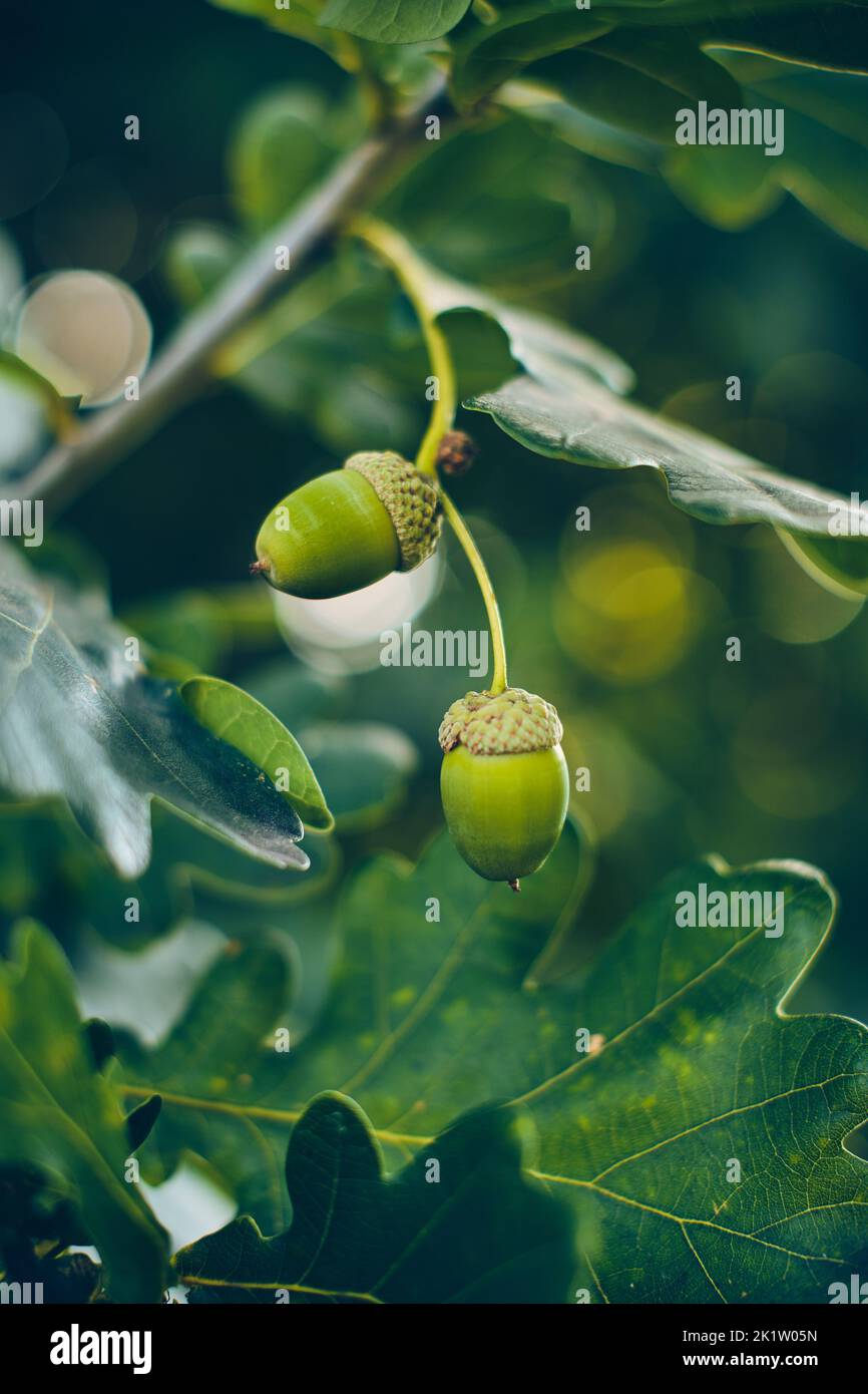 Hanging acorns hi-res stock photography and images - Alamy