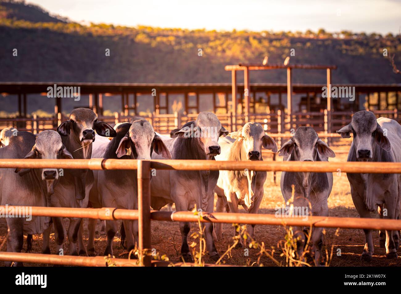 White bulls in the yards on a remote cattle station in Northern ...