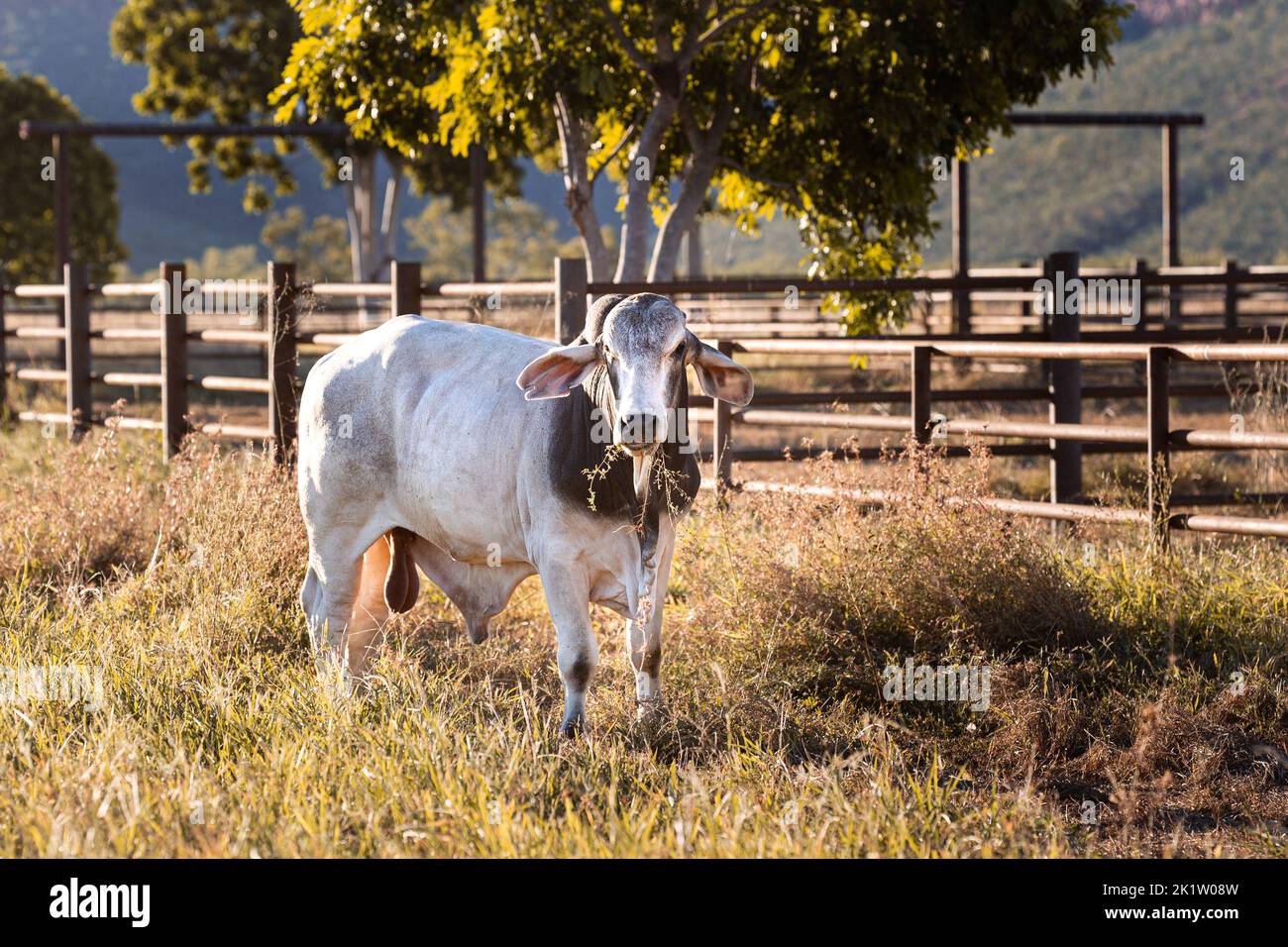 White bulls in the yards on a remote cattle station in Northern ...