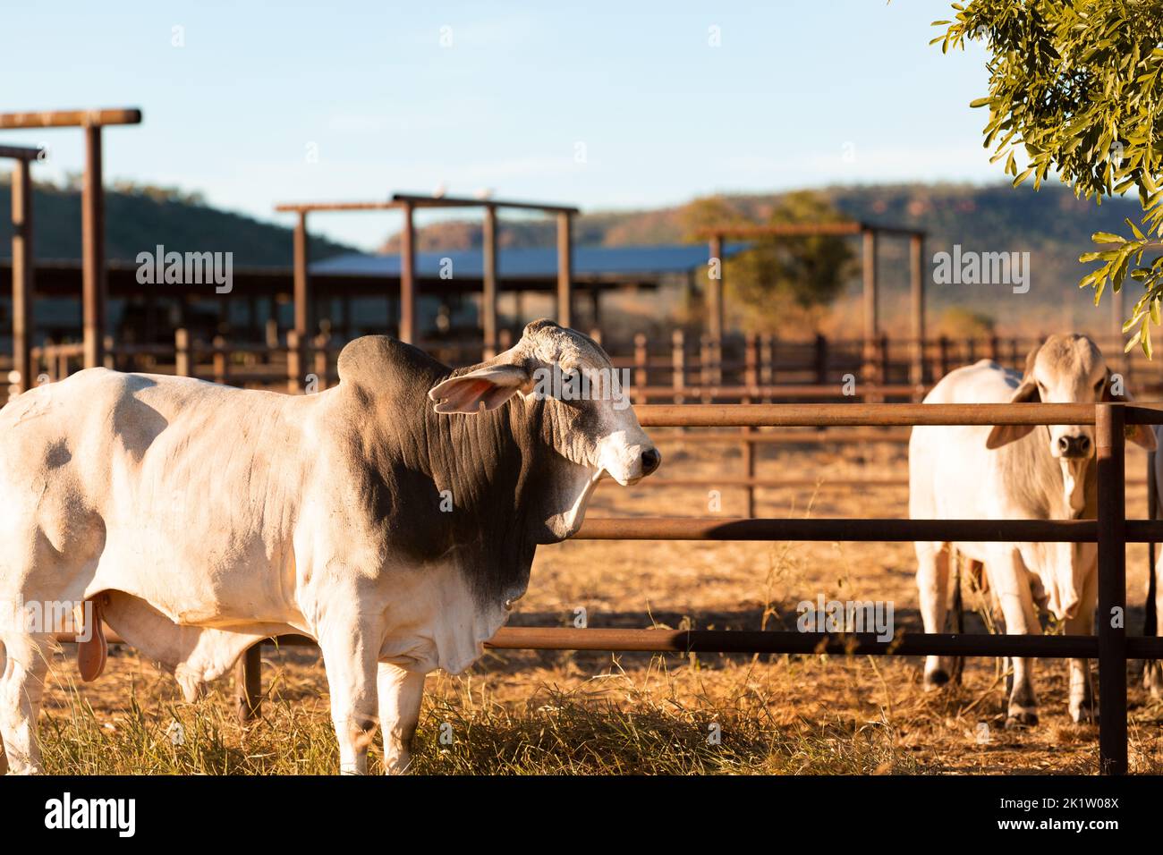 White bulls in the yards on a remote cattle station in Northern ...
