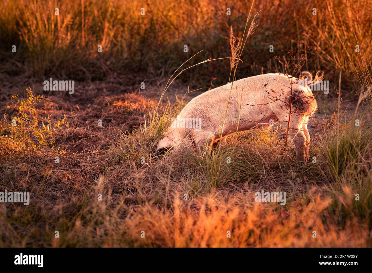 Pink pig sniffing on a field in warm light of sunrise on a farm in ...