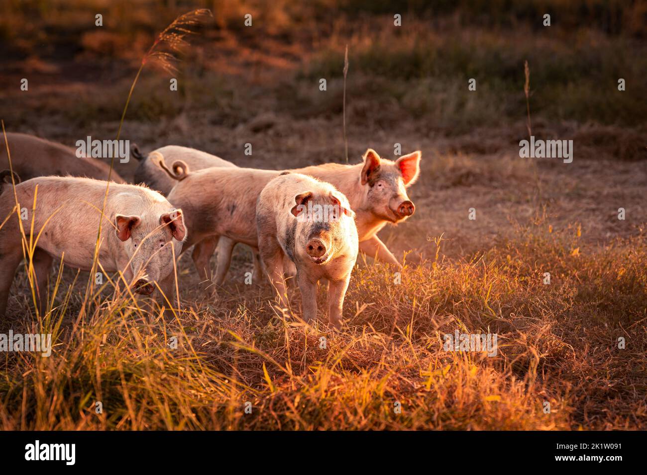 A group of pink pigs on a field in warm light of sunrise on a farm in ...