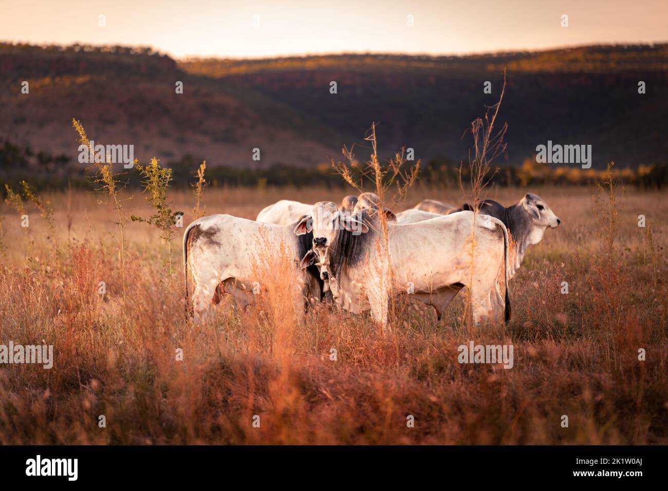 White bulls in the yards on a remote cattle station in Northern ...
