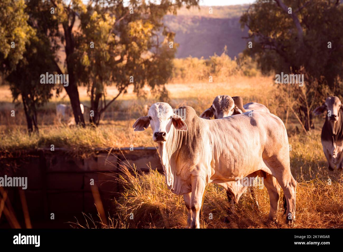 White bulls in the yards on a remote cattle station in Northern ...