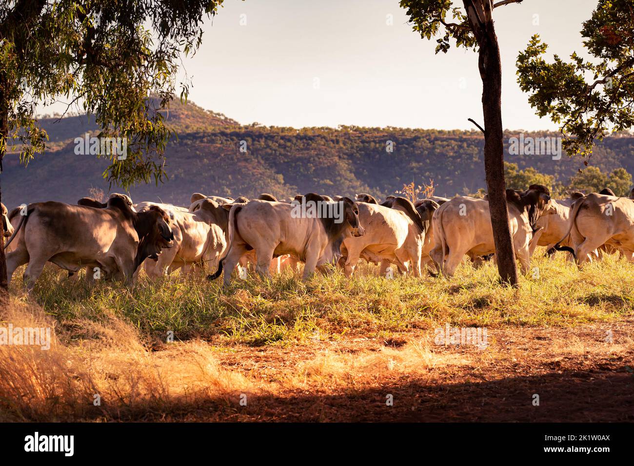White and grey bulls running on a field on a remote cattle station in ...