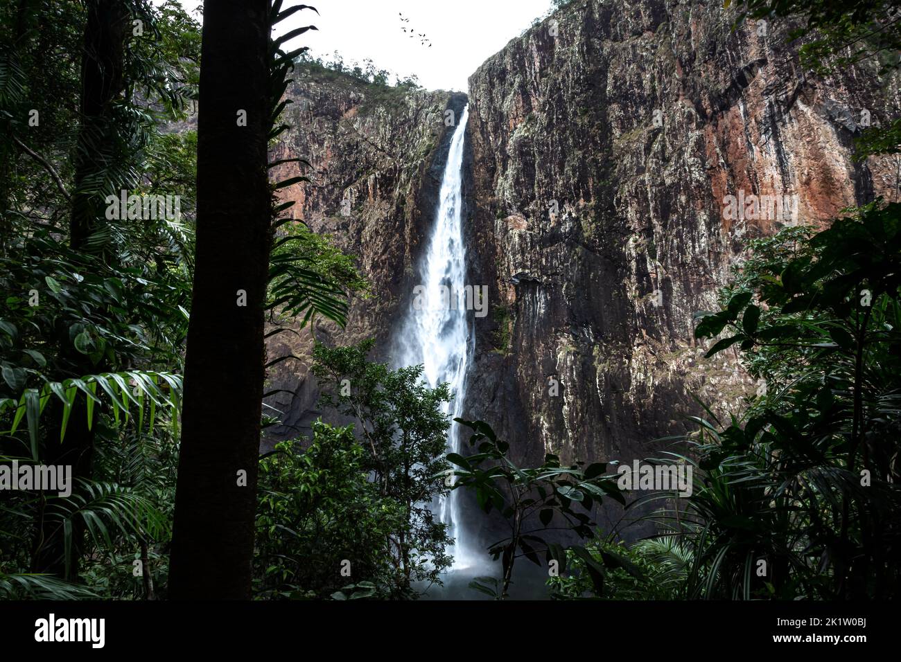 Wallaman Falls, waterfall, surrounded by lush green palms and trees in ...