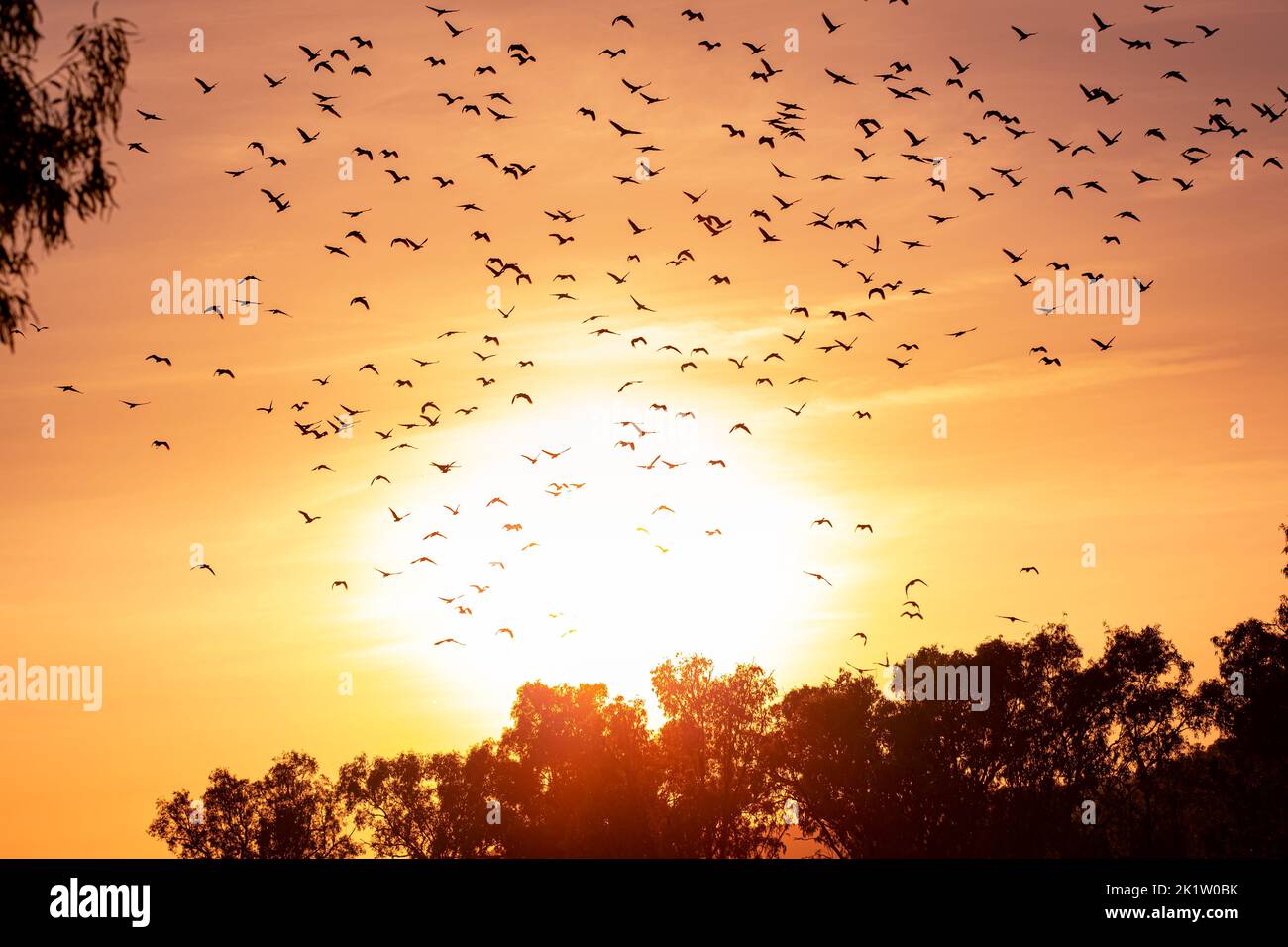 Bird warm hi-res stock photography and images - Alamy