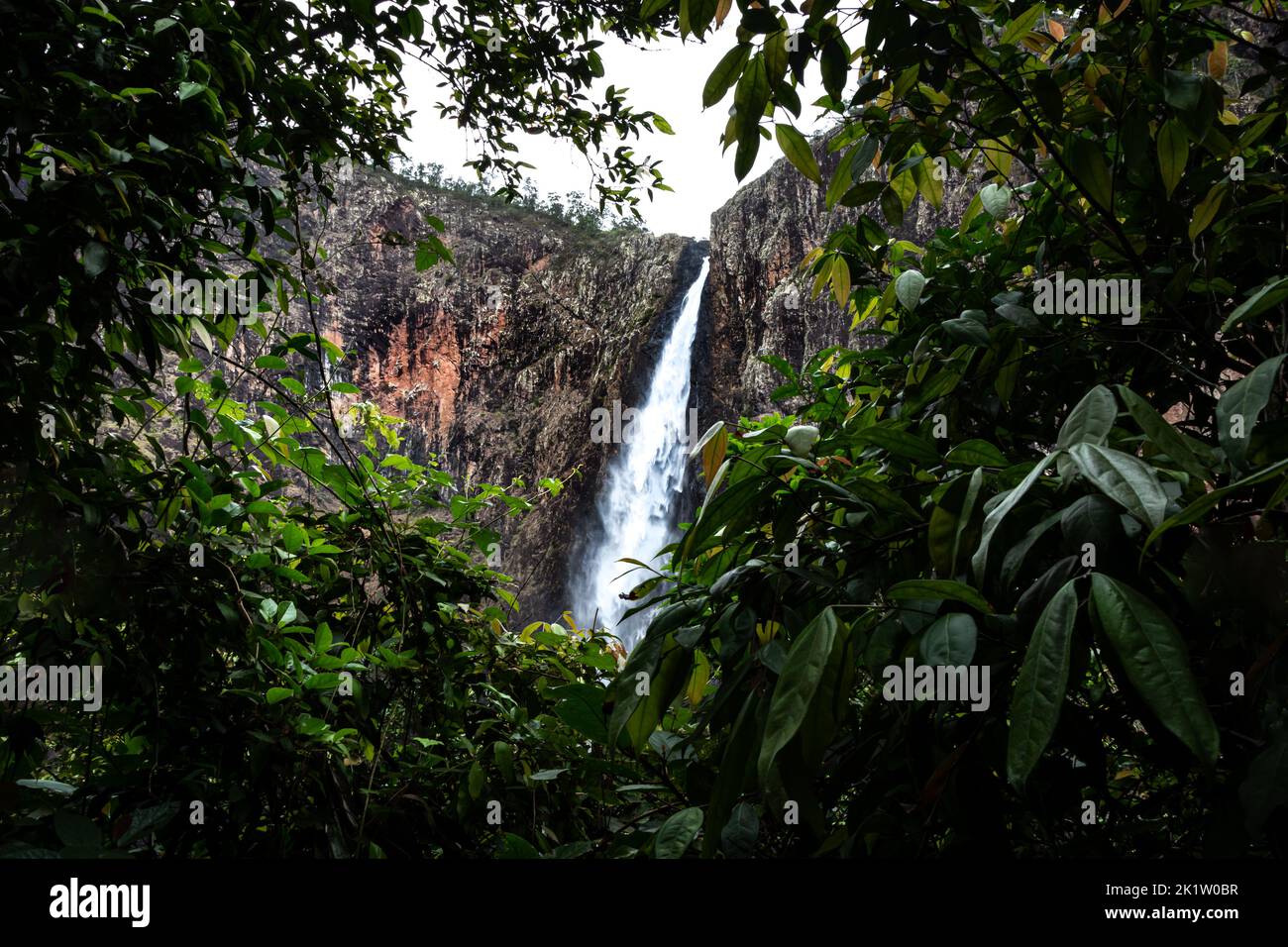 Wallaman Falls, waterfall, surrounded by lush green palms and trees in ...