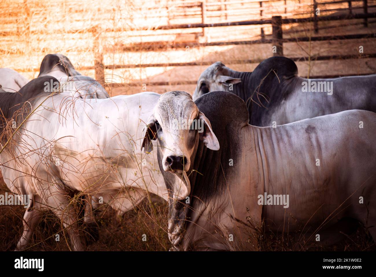 White bulls in the yards on a remote cattle station in Northern ...