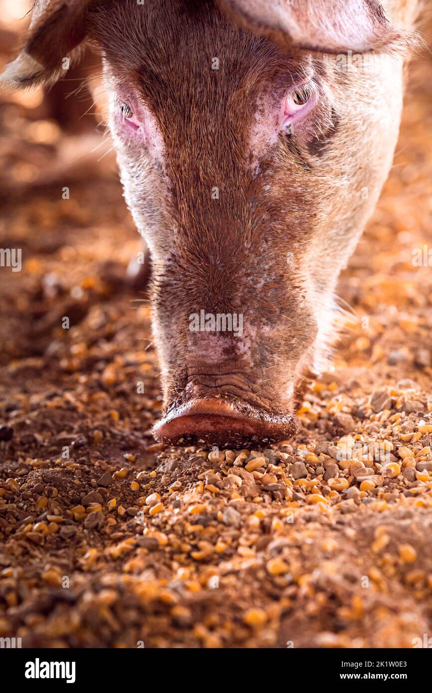 Farm animals silhouette hi-res stock photography and images - Alamy
