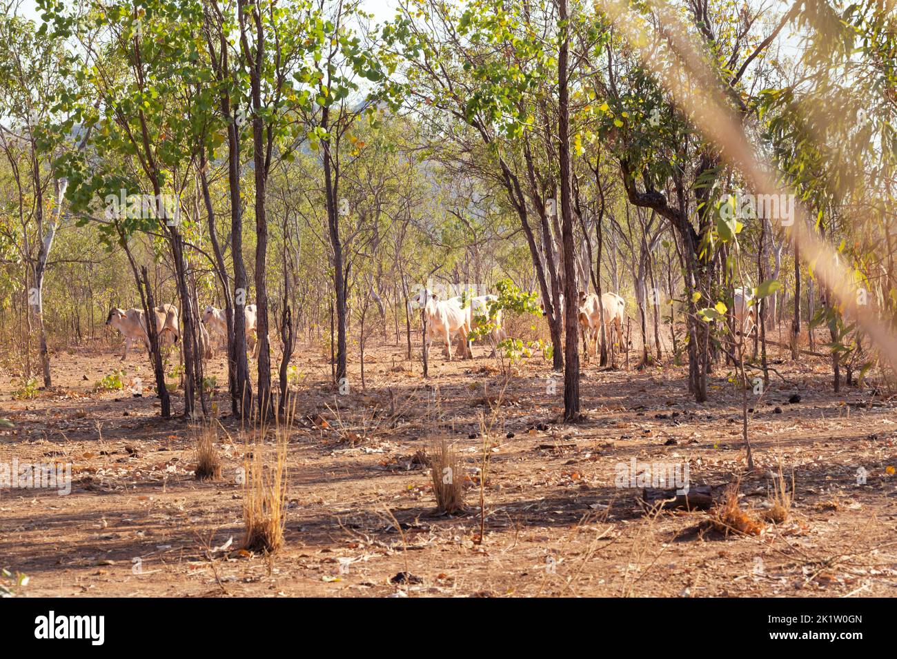 White cattle in the australian bush in the Northern Territory ...