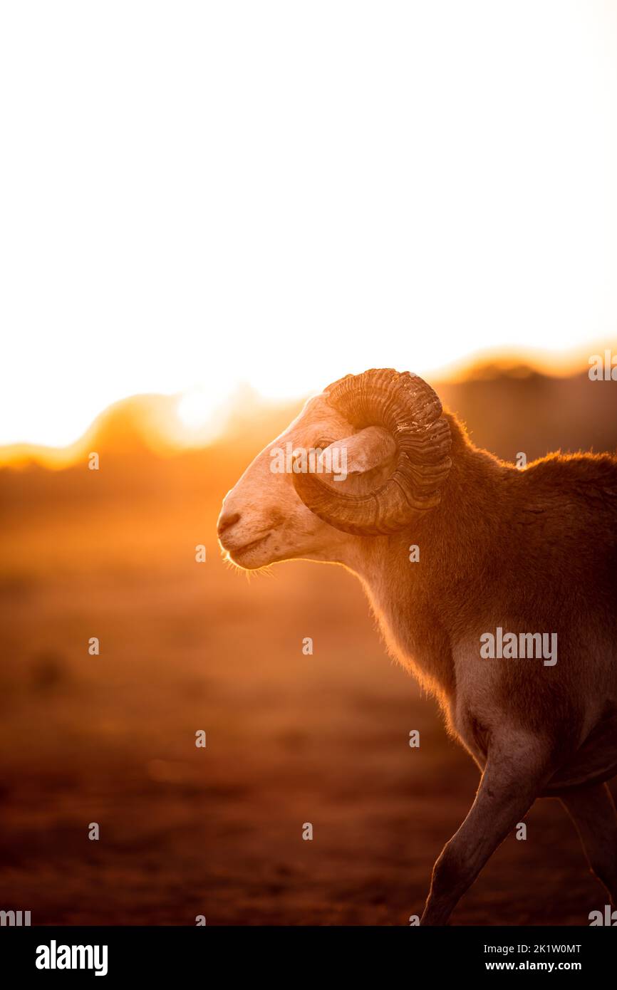Close up of a billy goats in the australian bush in the Northern ...