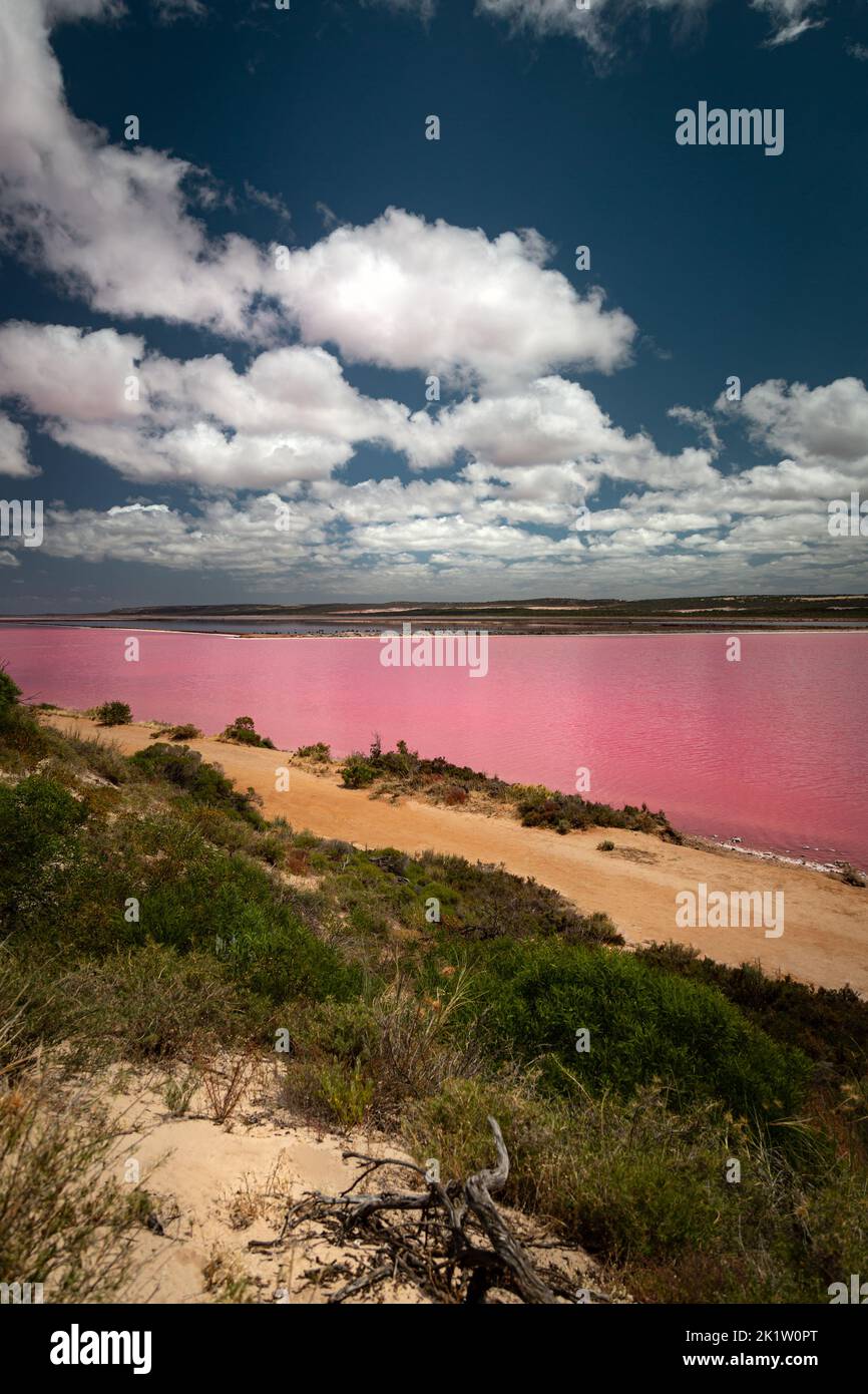 The beautiful salt pink lake, the Hutt Lagoon, with a blue sky and ...