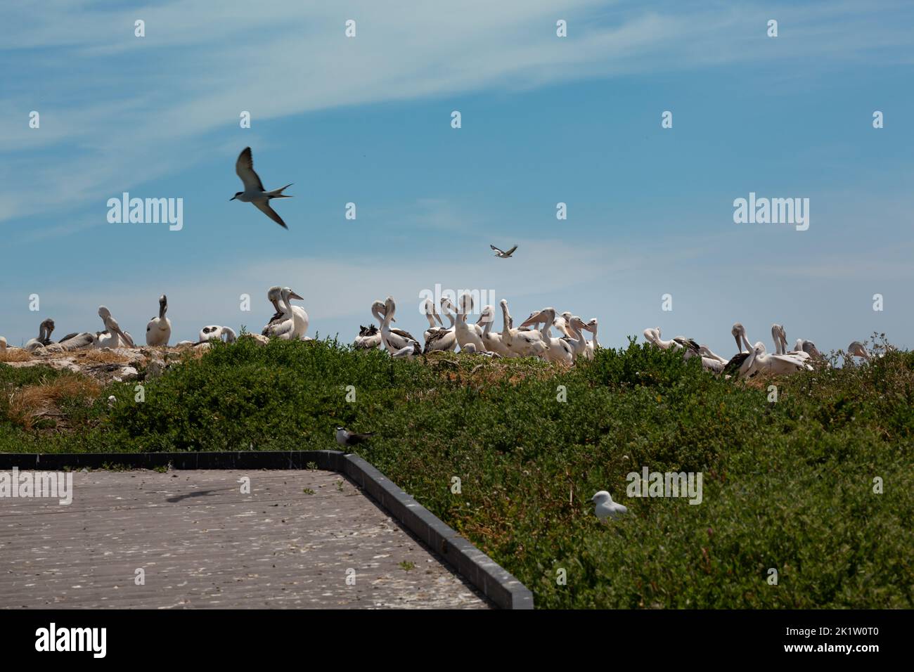 Earth on grass birds hi-res stock photography and images - Alamy