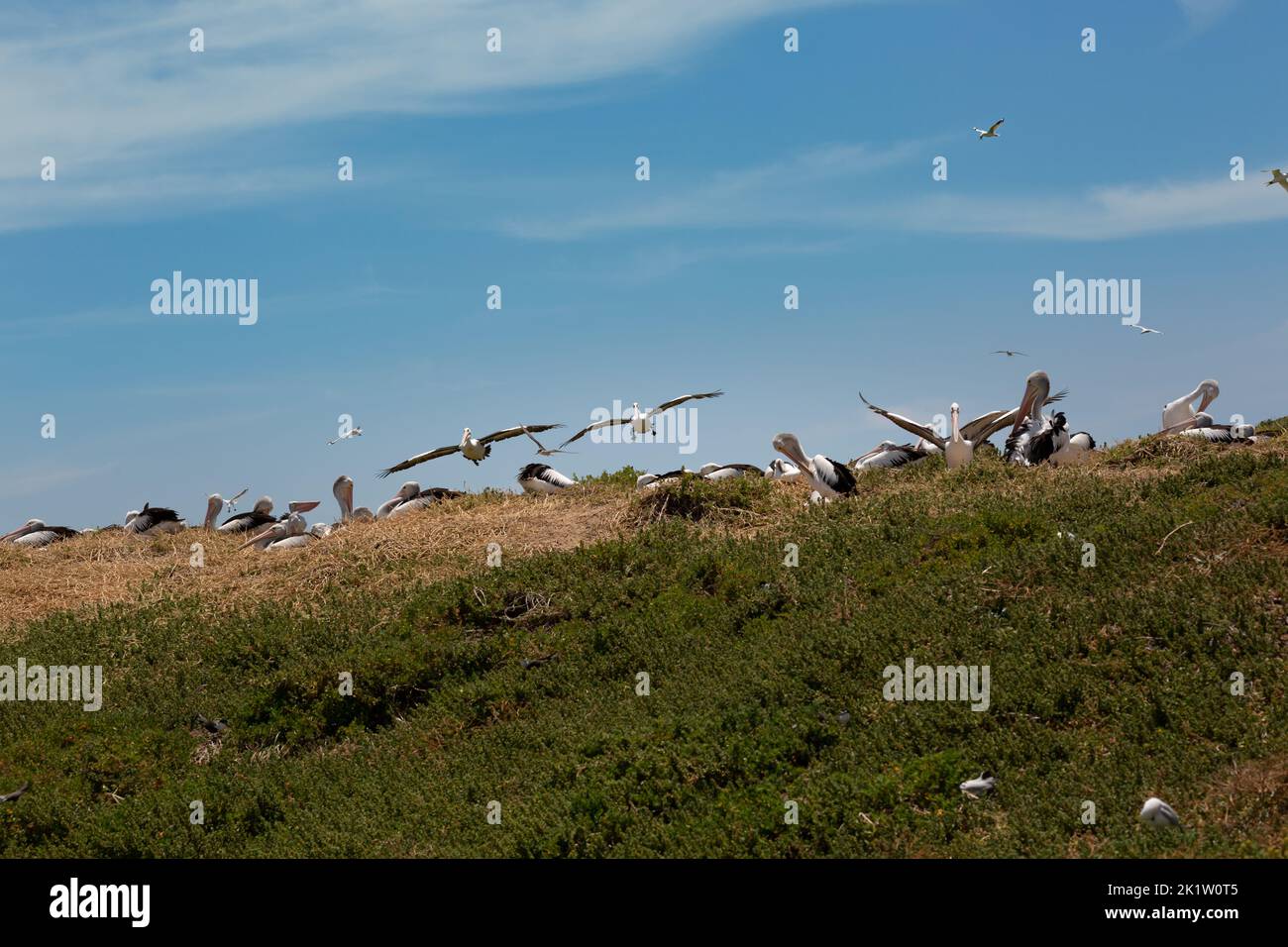 A colony of pelicans nesting on a hill, pelicans and birds flying ...