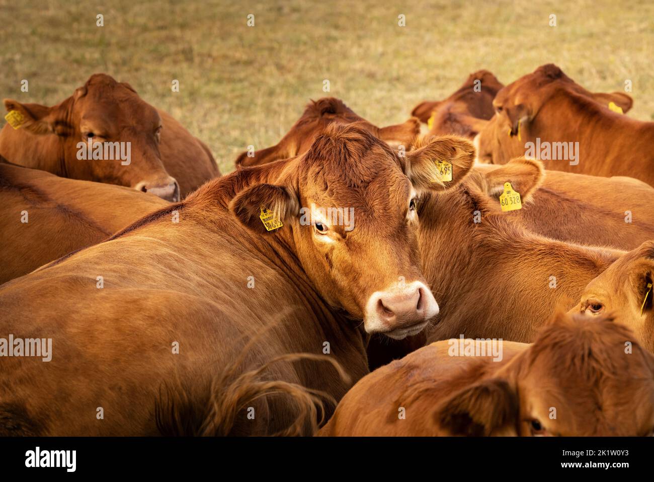 Calf cuddling hi-res stock photography and images - Alamy