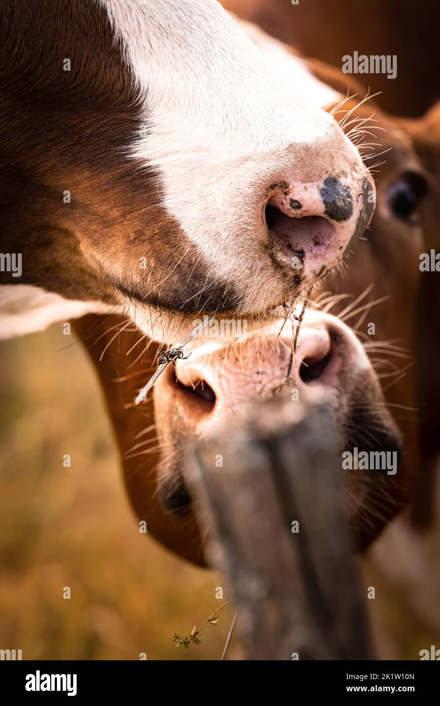 Two brown cows with white pallors cuddling nose on nose in Germany ...