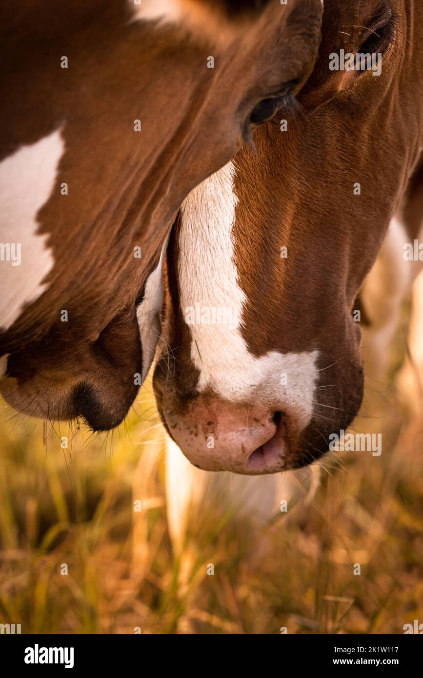 Two brown cows with white pallors cuddling head on head in Germany ...