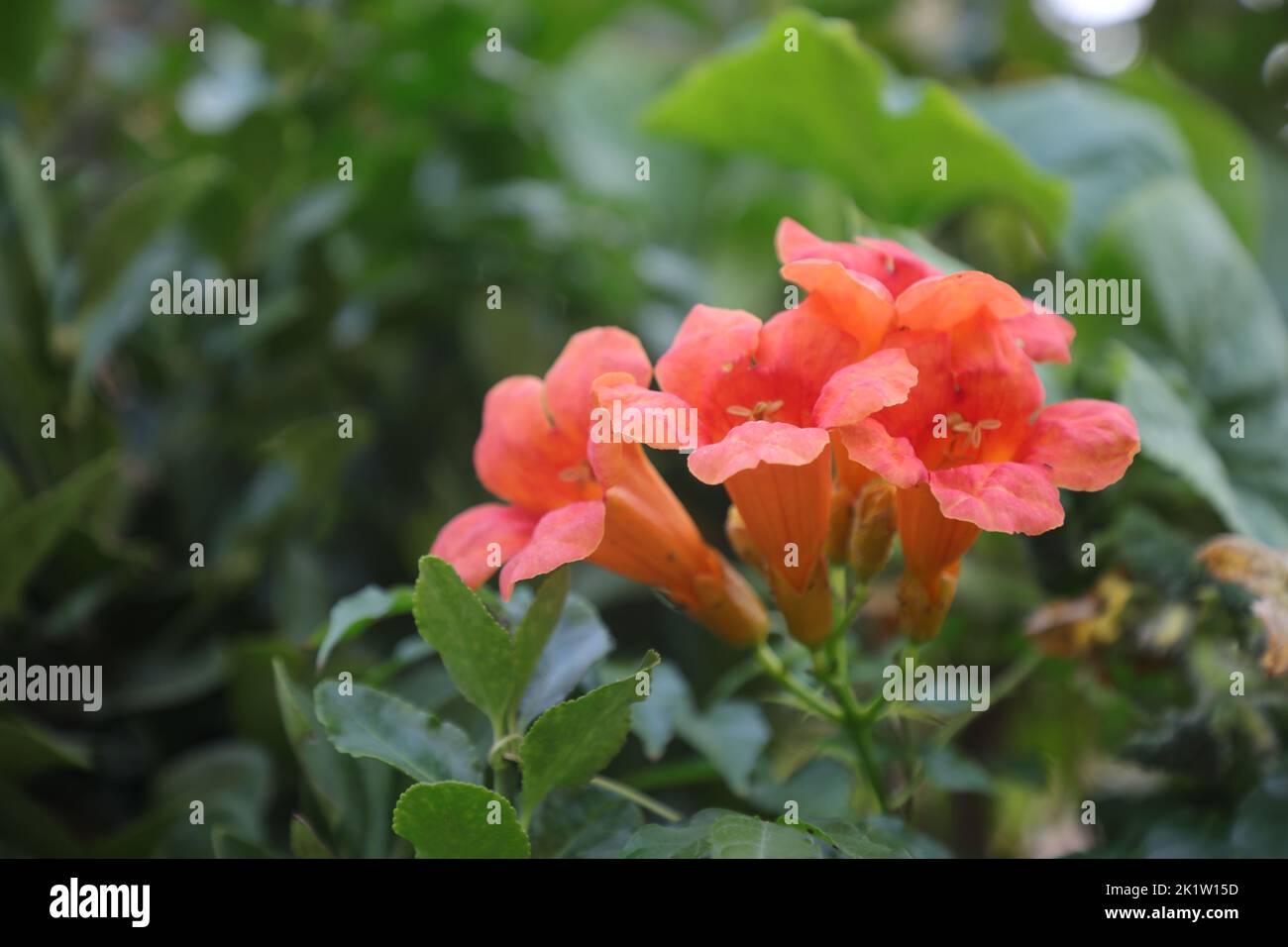 A closeup of a Campsis flower, commonly known as trumpet creeper or ...