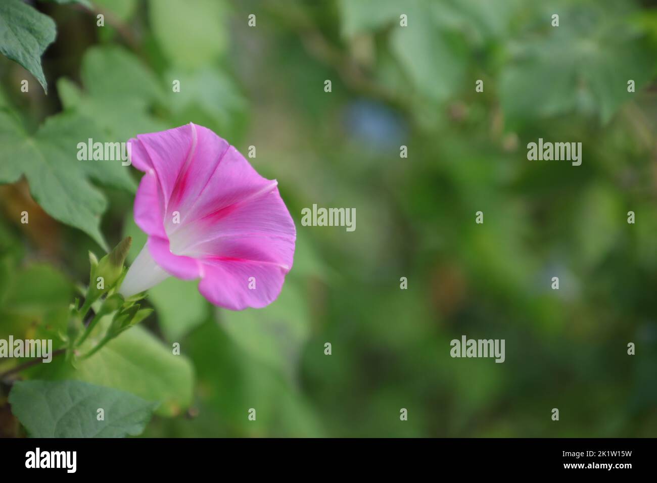 A view of a beautiful Ipomoea flower growing in a garden on a blurred ...