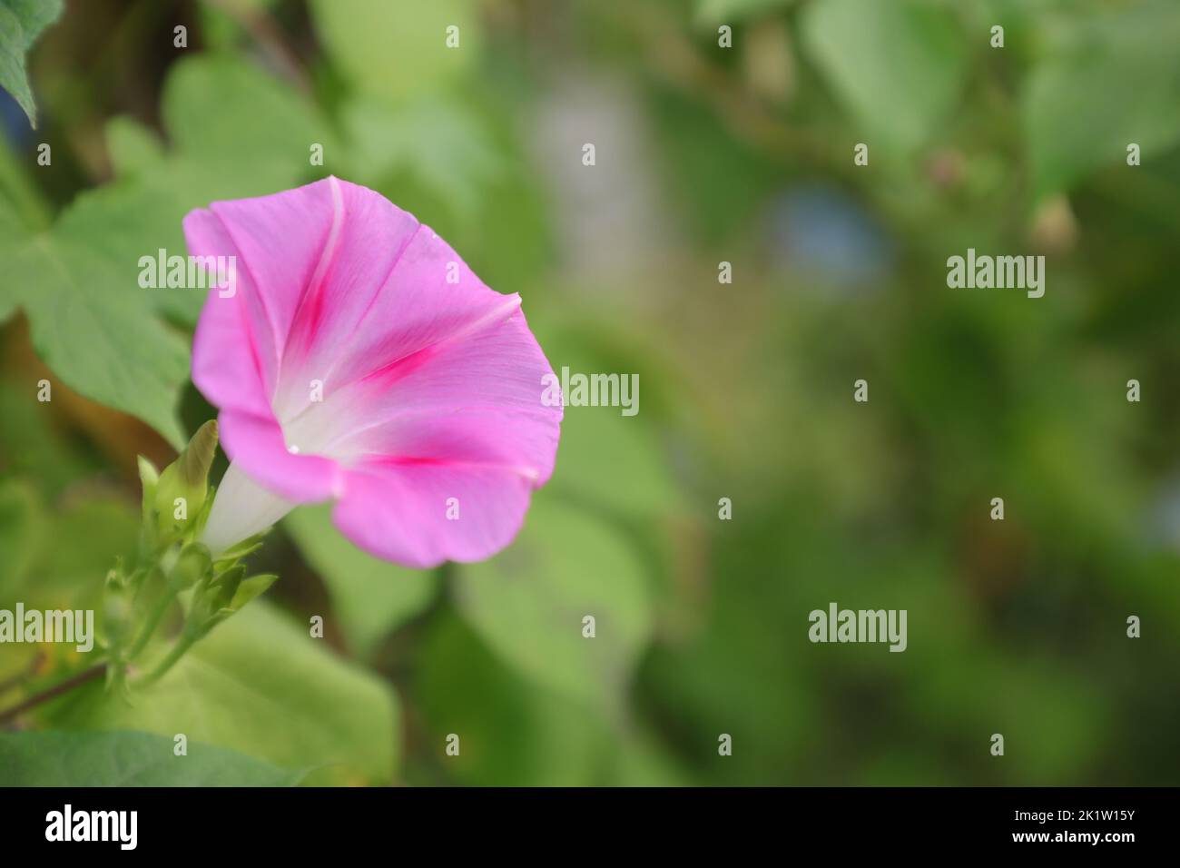 A view of a beautiful Ipomoea flower growing in a garden on a blurred ...