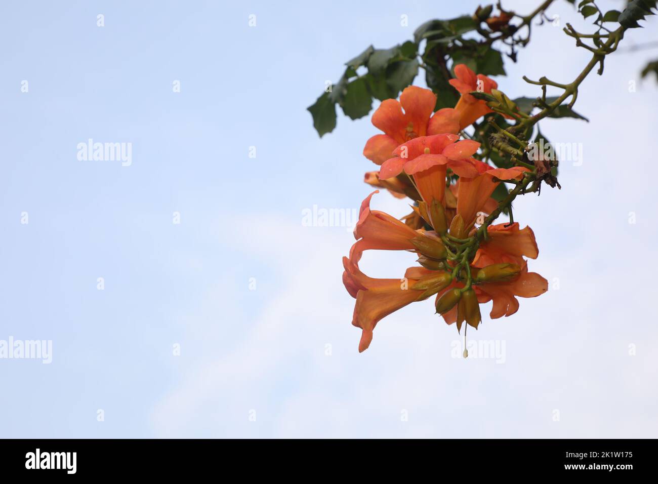 A closeup of a Campsis flower, commonly known as trumpet creeper or ...