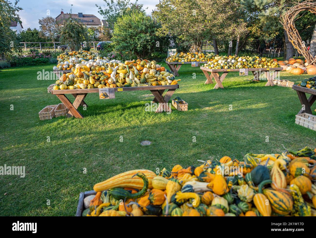A view of a lot of pumpkins sold in wooden boxes in bulk outside Stock ...