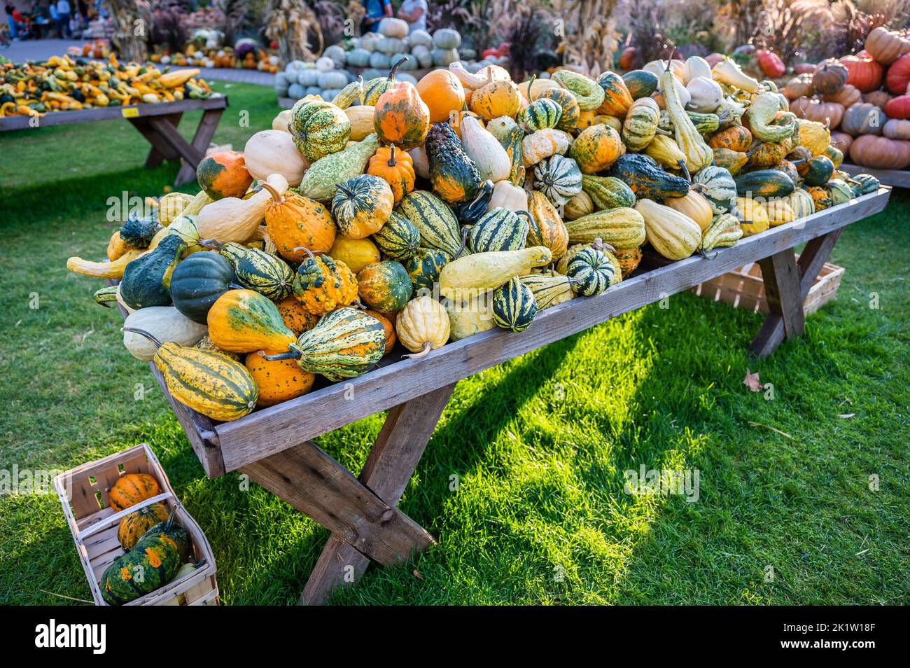 A view of a lot of pumpkins to be sold in bulk giving off autumn mood ...
