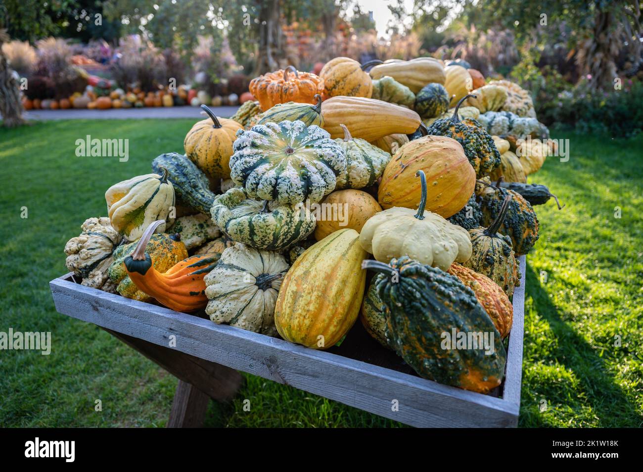 Lot of pumpkins hi-res stock photography and images - Alamy