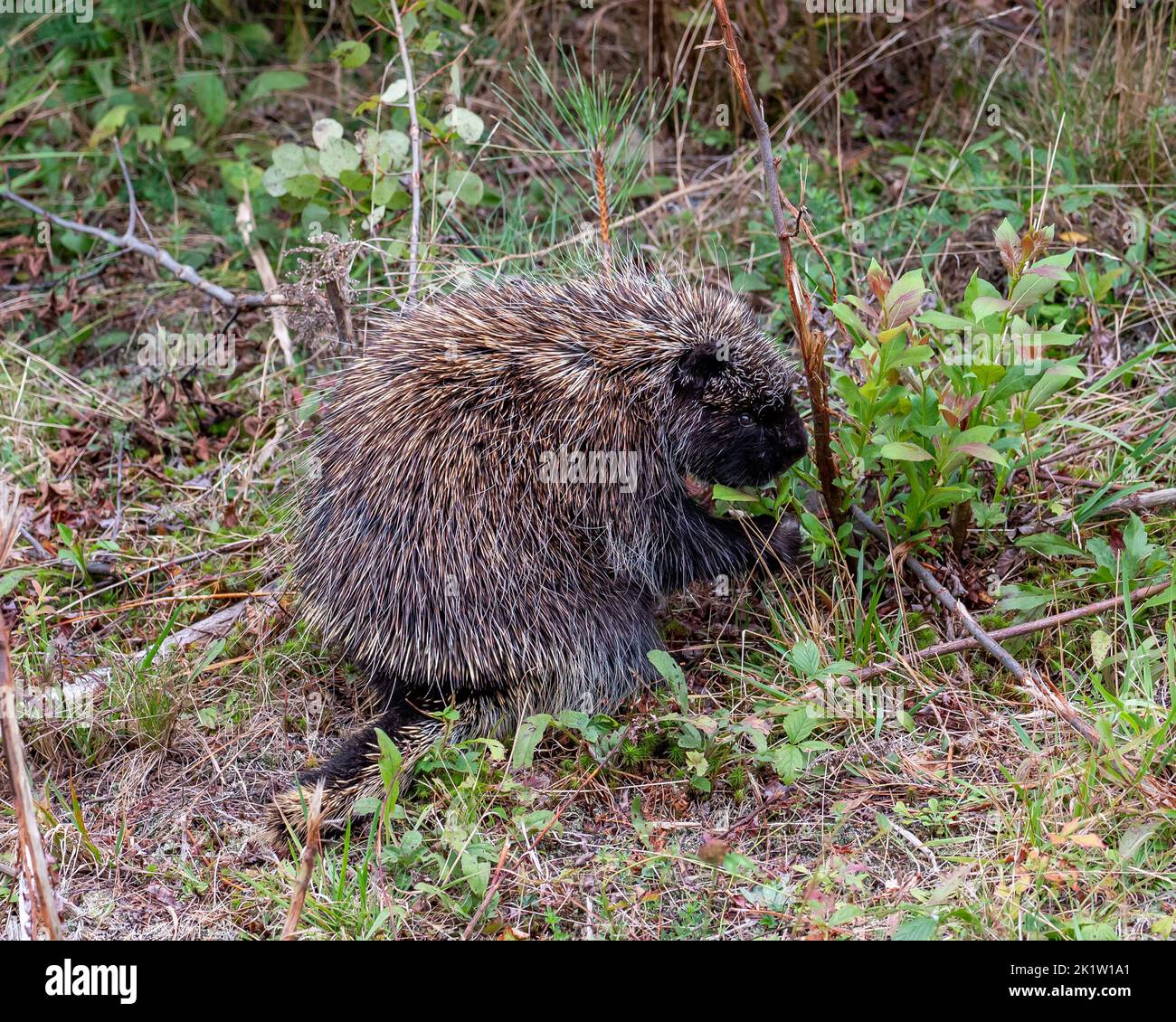 A wild North American porcupine, Erethizontidae, feeding on vegetation ...