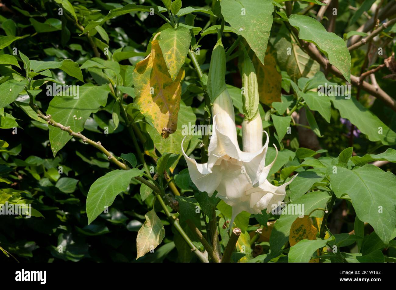 White Angel Trumpet, Brugmansia Suaveolens Stock Photo - Alamy