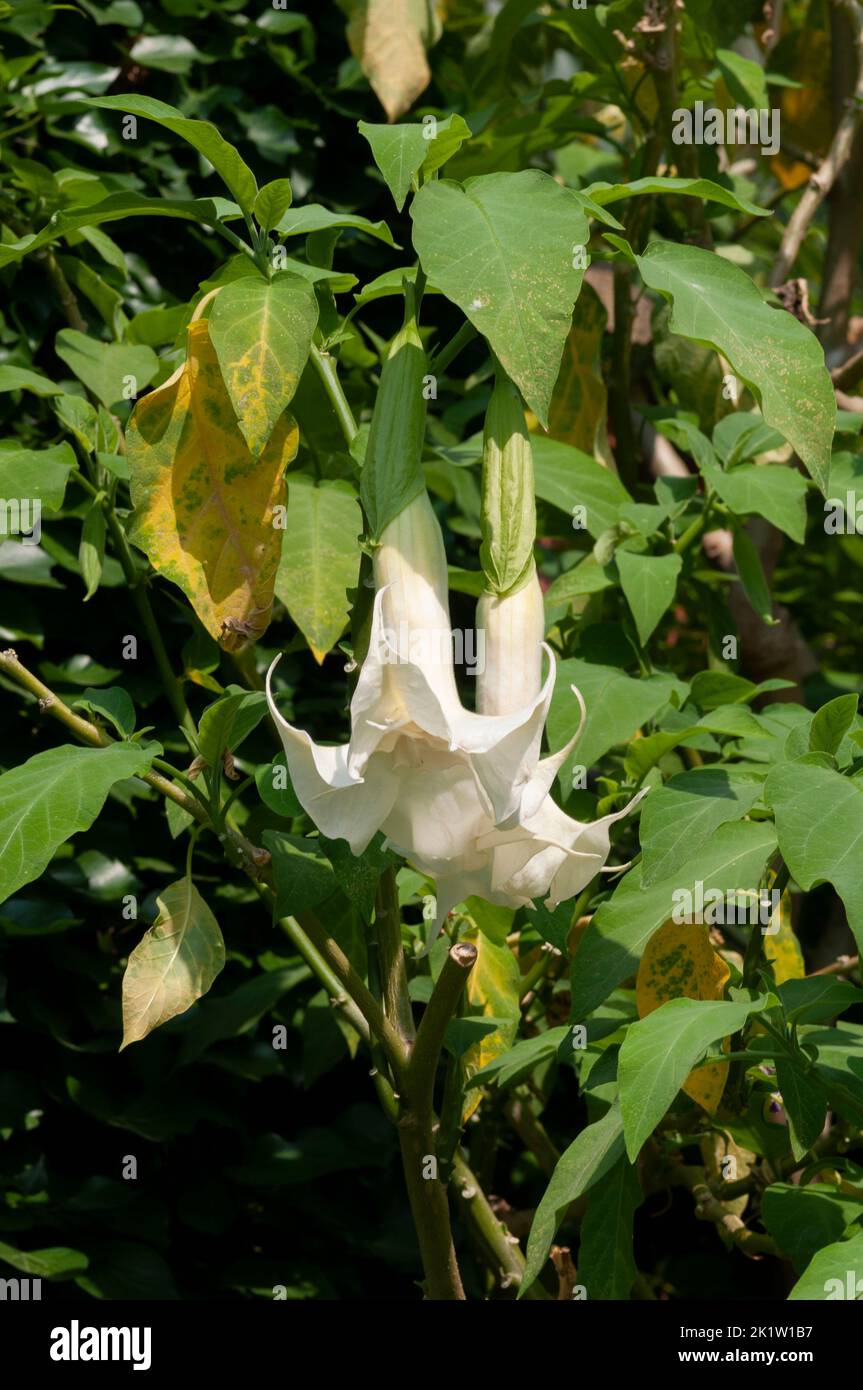 White Angel Trumpet, Brugmansia Suaveolens Stock Photo - Alamy