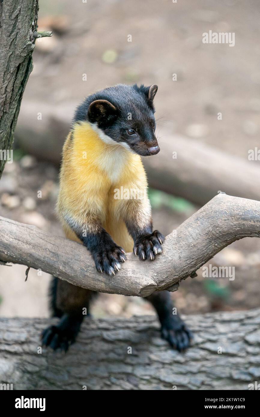 Yellow-throated marten on fallen tree trunk. Martes flavigula Stock ...