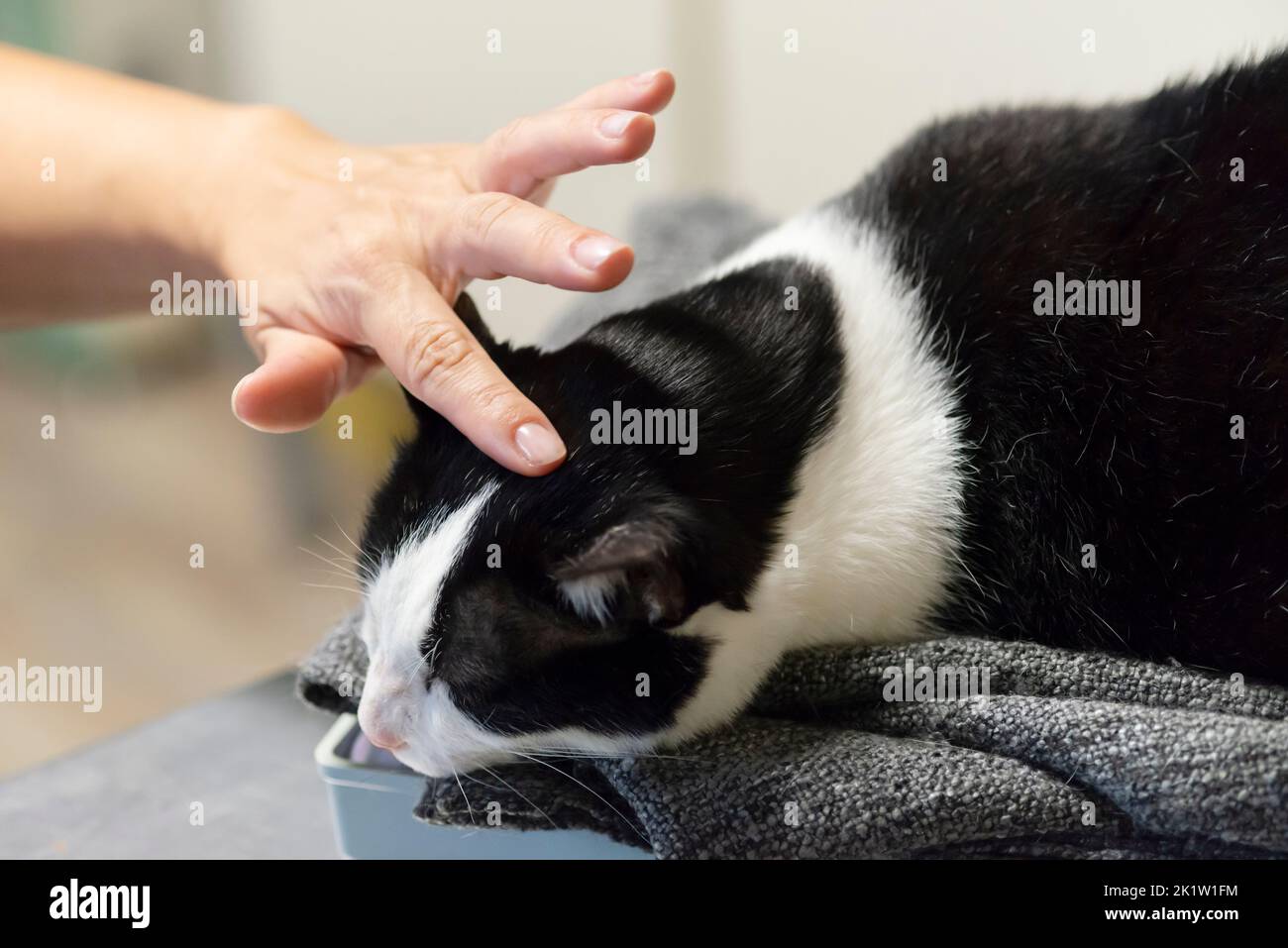 Woman petting cat hi-res stock photography and images - Alamy