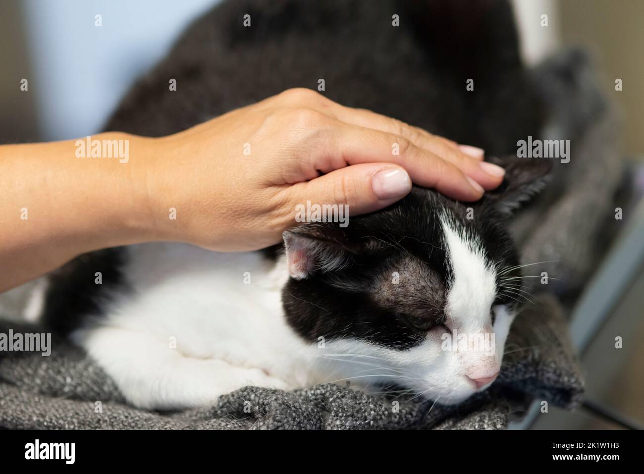 Woman Petting Cat whith Hand Stock Photo - Alamy