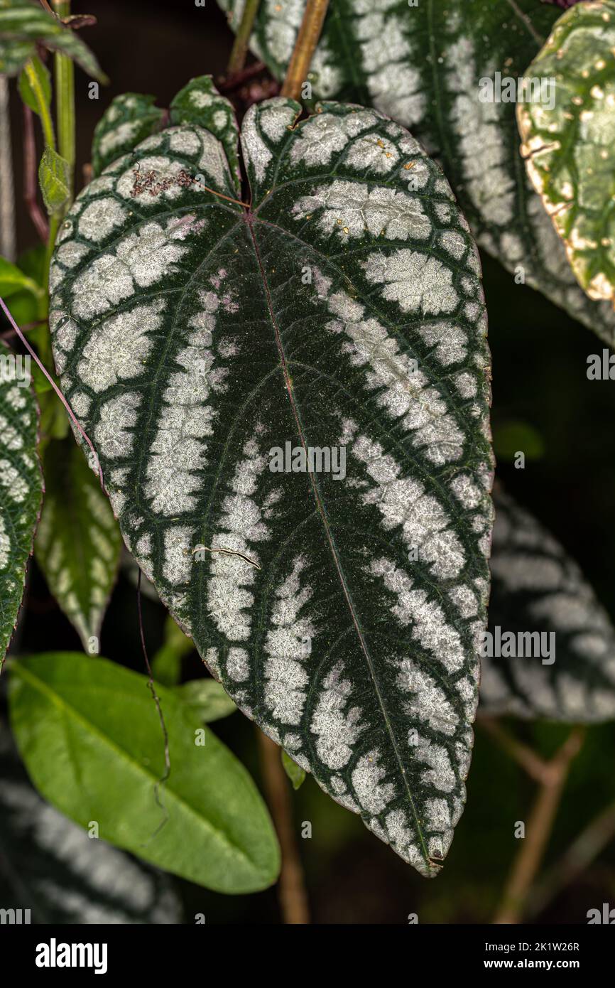 Leaves of Rex Begonia Vine (Cissus discolor Stock Photo - Alamy