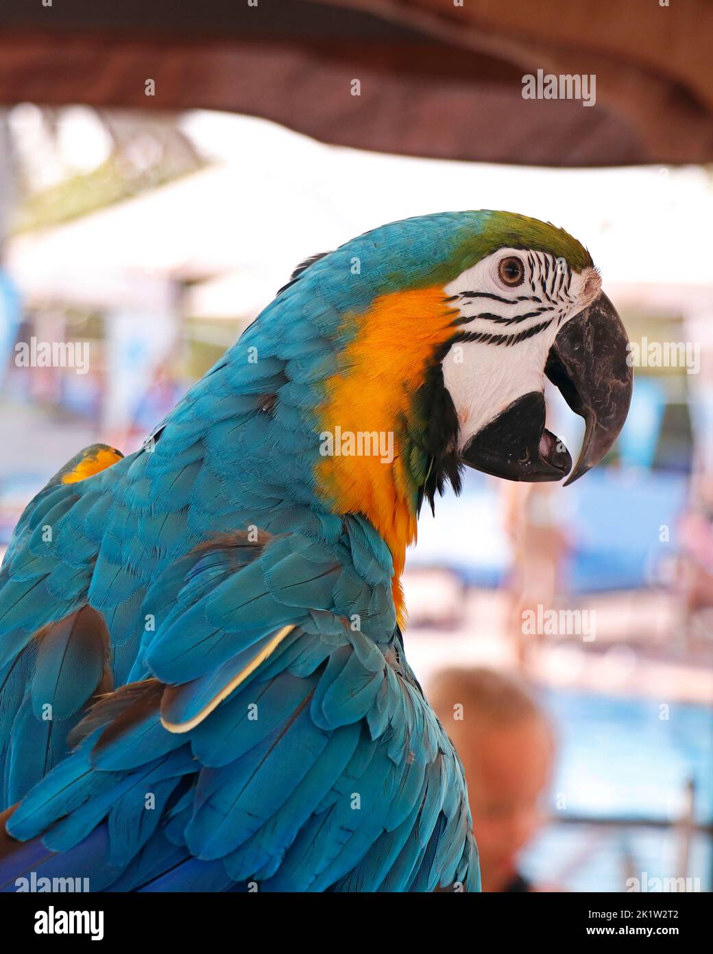 exotic blue and yellow macaw bird in close up Stock Photo - Alamy