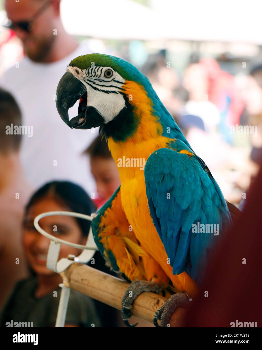 exotic blue and yellow macaw bird close up in a carnival Stock Photo ...