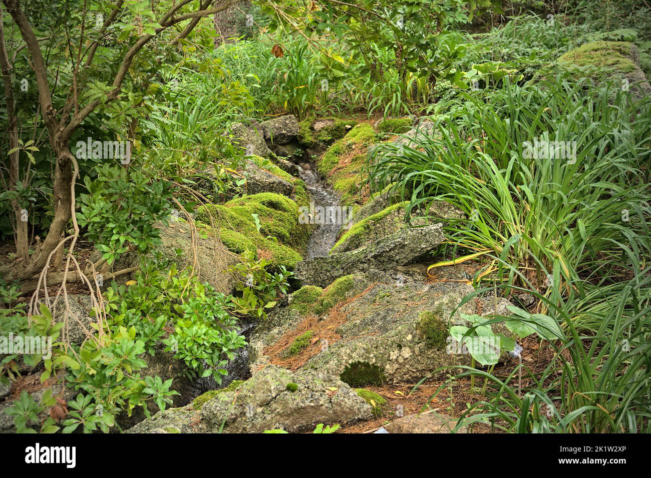 Rocky stream following plants and trees Stock Photo - Alamy