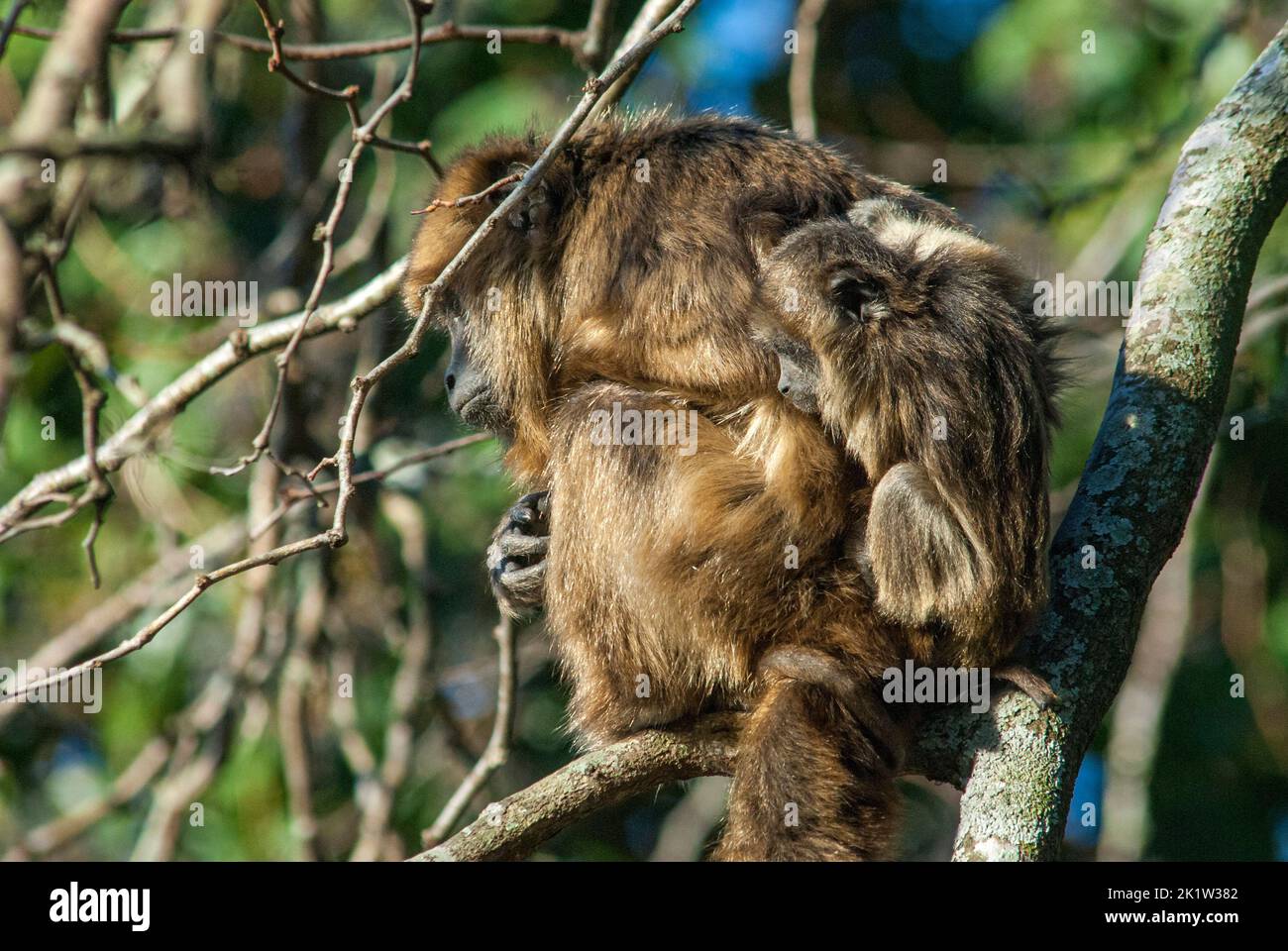 A closeup of a cute brown Black howler monkey sitting on a tree in ...