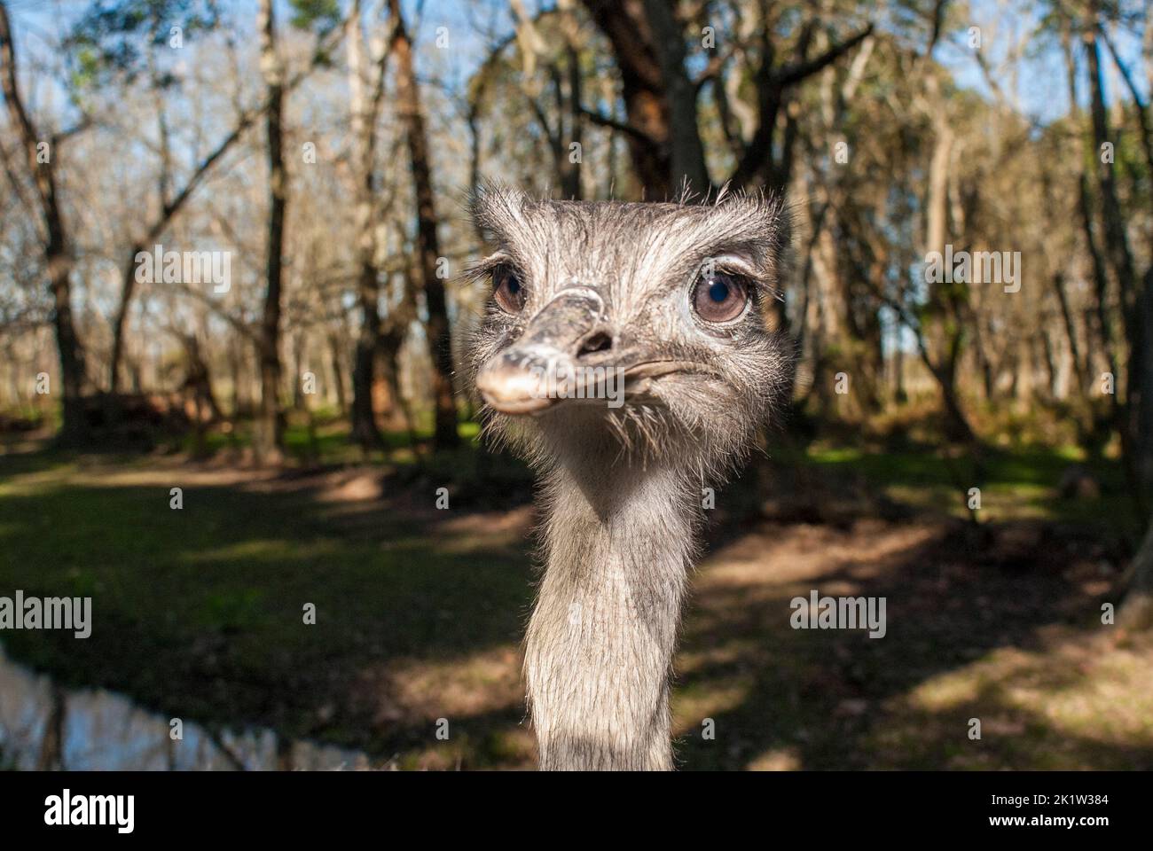 A closeup of a cute Darwin's rhea head under the sunlight Stock Photo ...