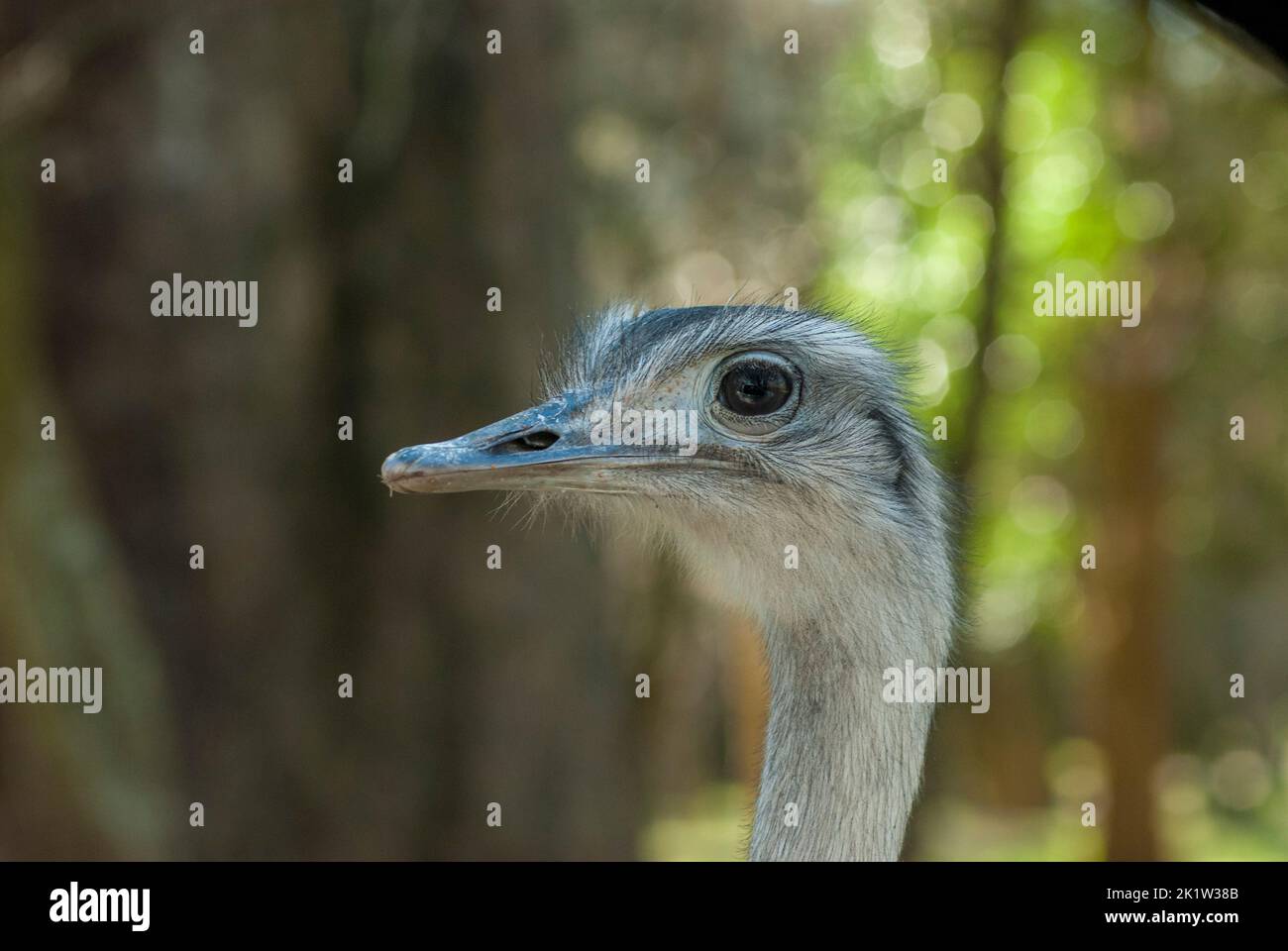 A closeup of a cute Darwin's rhea head isolated on a blurred background ...