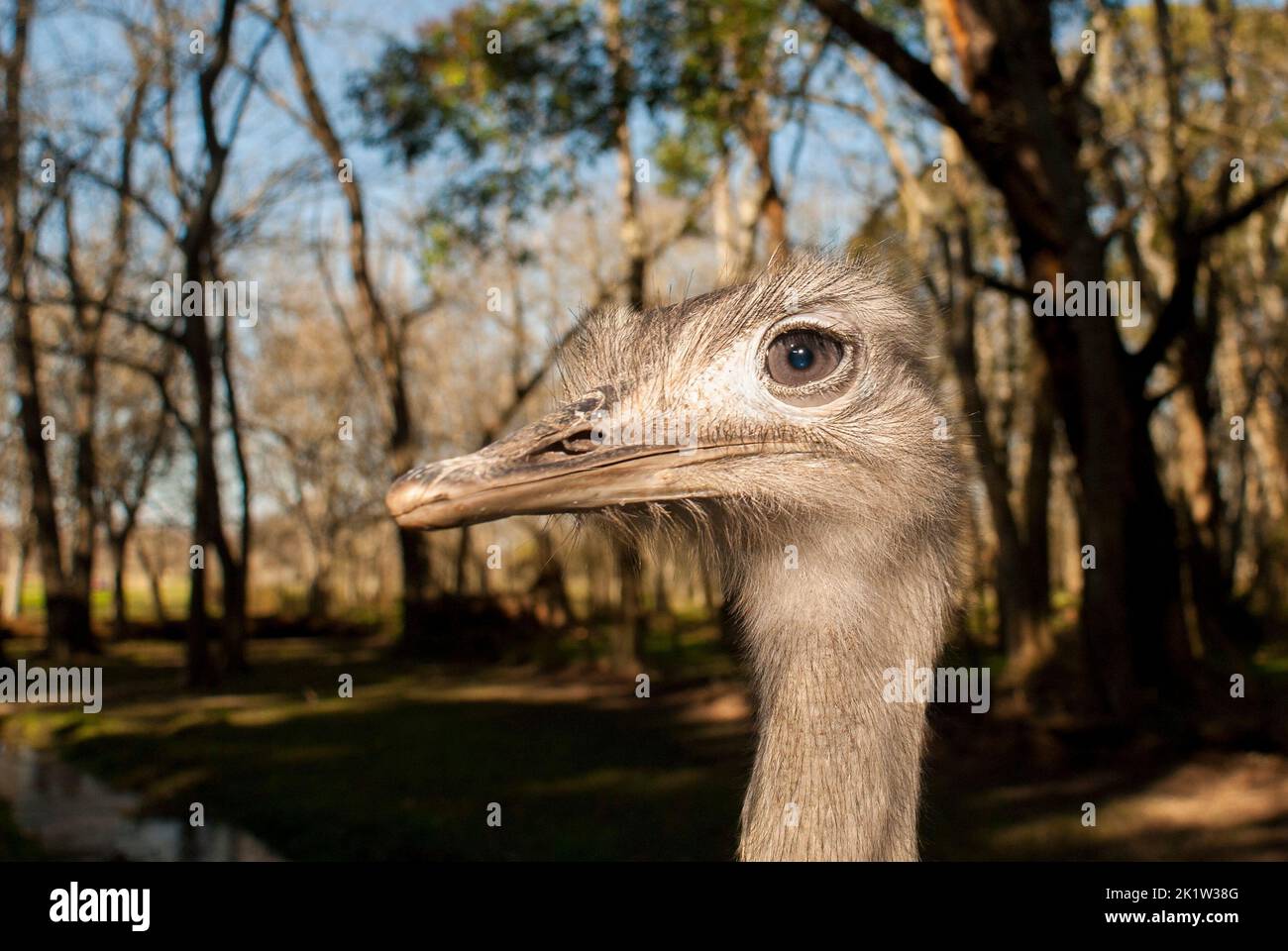 A closeup of a cute Darwin's rhea head under the sunlight Stock Photo ...