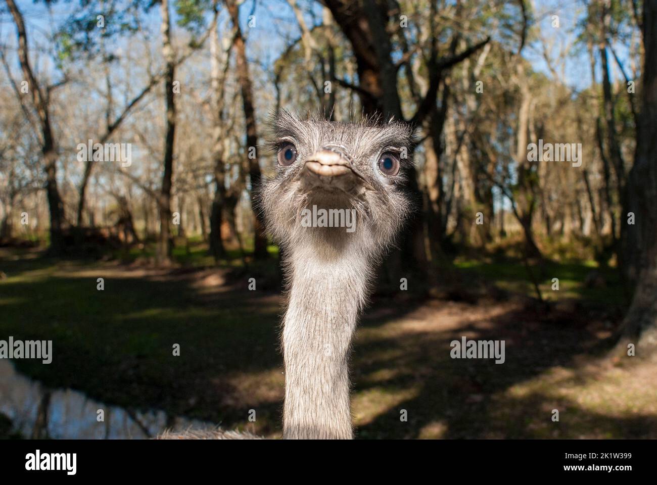 A closeup of a cute Darwin's rhea head under the sunlight Stock Photo ...