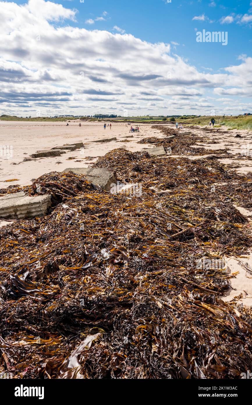Washed up seaweed and sea defences at Alnmouth bay, Alnmouth ...