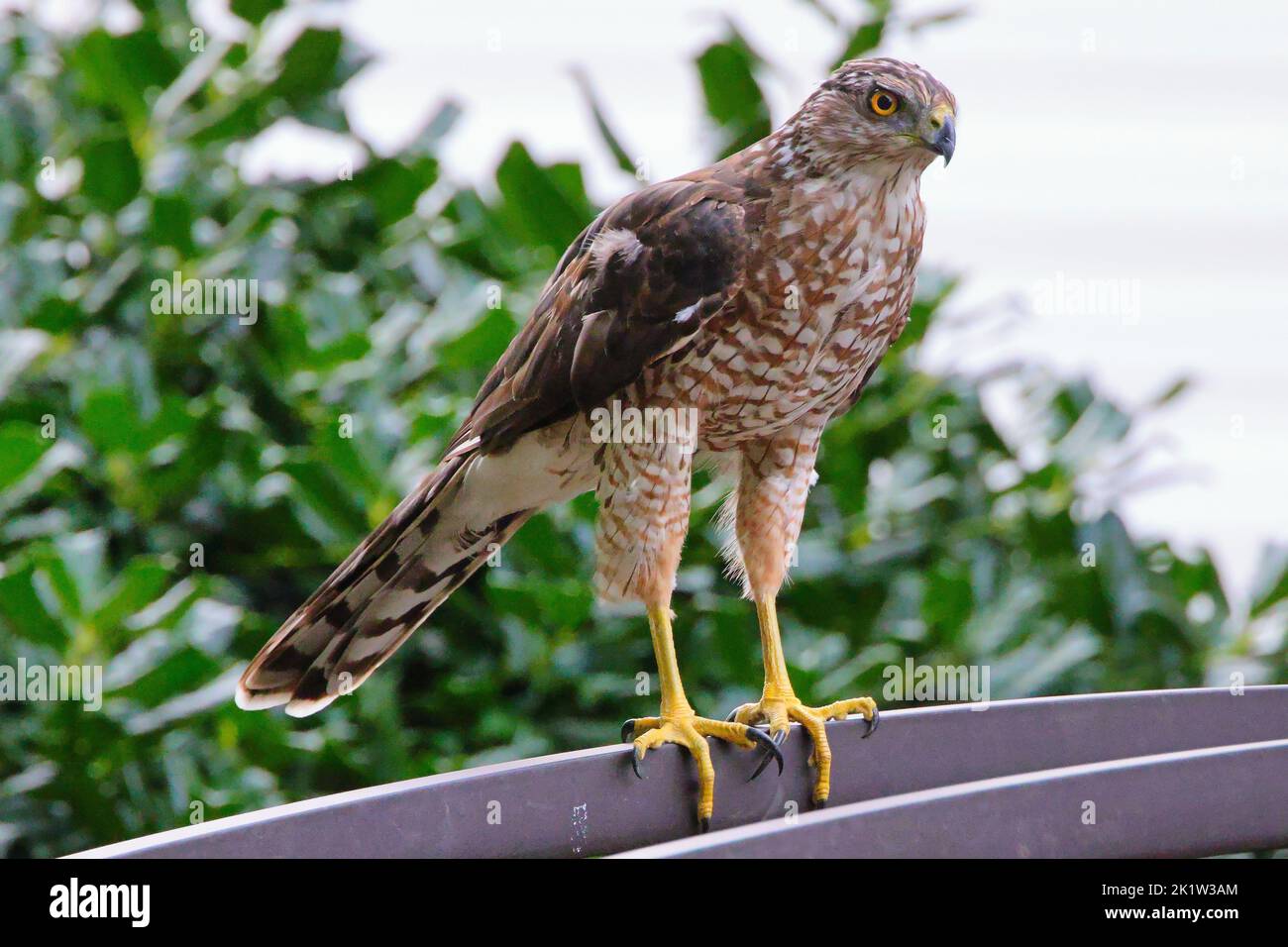 A closeup shot of a hawk perched on a metal railing during the daytime ...