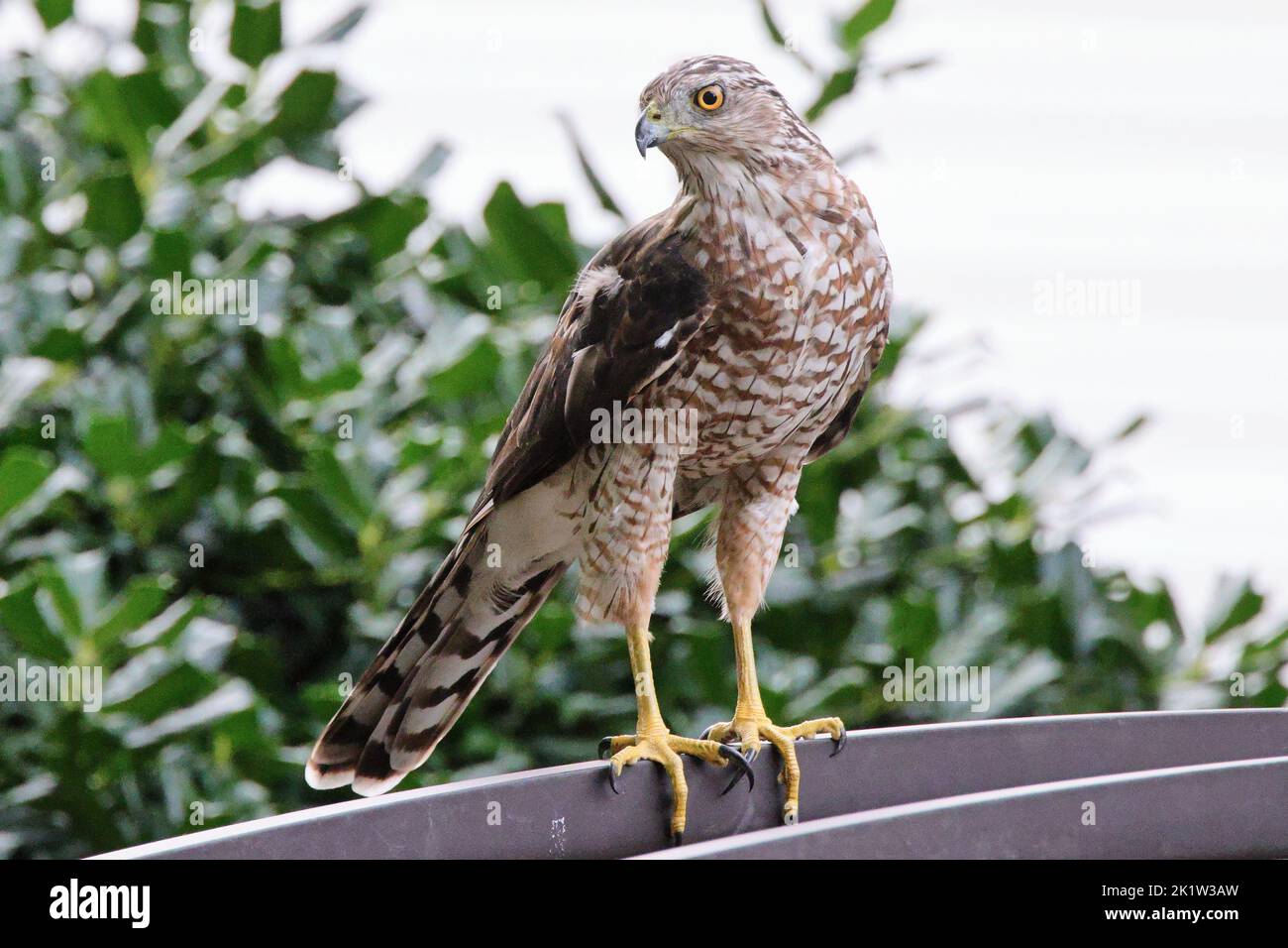 A closeup shot of a hawk perched on a metal railing during the daytime ...