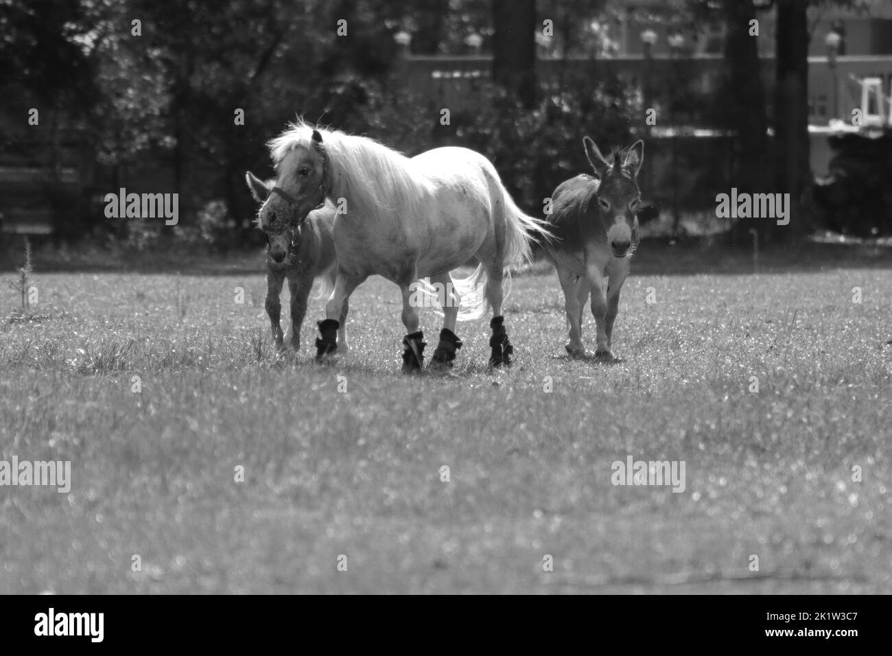 Outdoor pace Black and White Stock Photos & Images - Alamy
